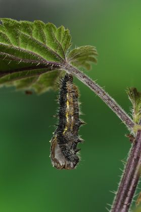 65 Caterpillar skin Stock Pictures, Editorial Images and Stock Photos ...