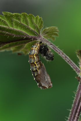 65 Caterpillar skin Stock Pictures, Editorial Images and Stock Photos ...