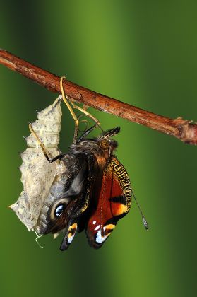 33 Butterfly pupas Stock Pictures, Editorial Images and Stock Photos ...