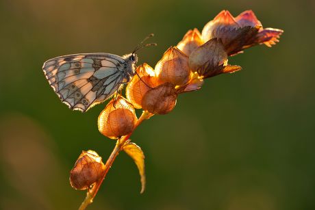 2 Rattle pod Stock Pictures, Editorial Images and Stock Photos ...