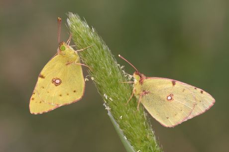 Clouded Yellow Colias Croceus Adult Pair Editorial Stock Photo - Stock ...