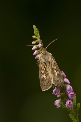 Antler Moth Cerapteryx Graminis Adult Resting Editorial Stock Photo ...