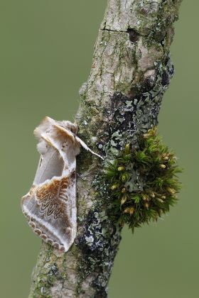 Buff Arches Habrosyne Pyritoides Adult Resting Editorial Stock Photo ...