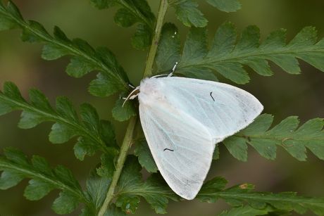 Black V Moth Arctornis Lnigrum Adult Editorial Stock Photo - Stock ...