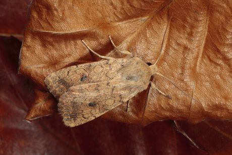 Brick Moth Agrochola Circellaris Adult Resting Editorial Stock Photo ...