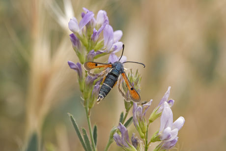 Fiery Clearwing Bembecia Chrysidiformis Adult Feeding Editorial Stock ...