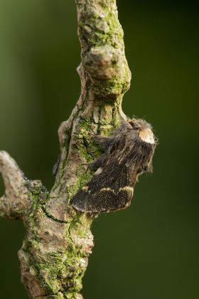 December Moth Poecilocampa Populi Adult Resting Editorial Stock Photo ...