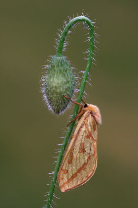 90 Ghost insect Stock Pictures, Editorial Images and Stock Photos ...