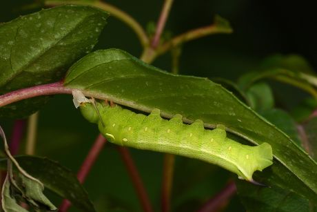 65 Caterpillar skin Stock Pictures, Editorial Images and Stock Photos ...