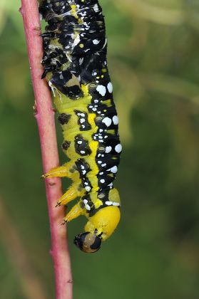 65 Caterpillar skin Stock Pictures, Editorial Images and Stock Photos ...