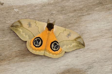 4 Bullseye moth Stock Pictures, Editorial Images and Stock Photos ...