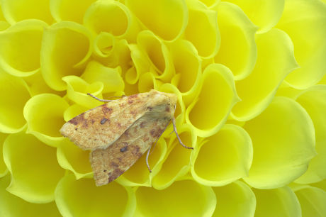 Common Sallow Xanthia Icteritia Adult Resting Editorial Stock Photo ...