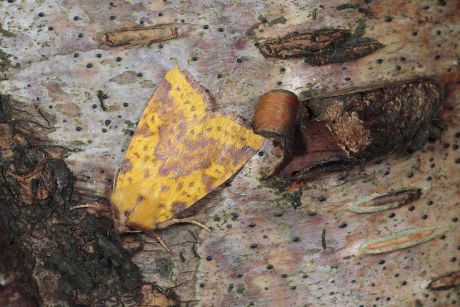Pinkbarred Sallow Moth Xanthia Togata Adult Editorial Stock Photo ...