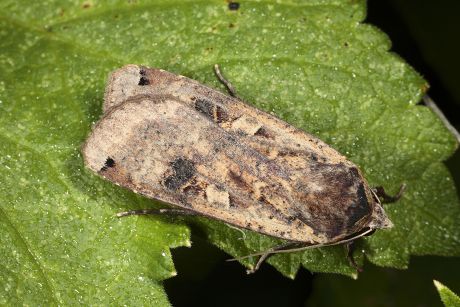250 Noctuid Stock Pictures, Editorial Images and Stock Photos ...