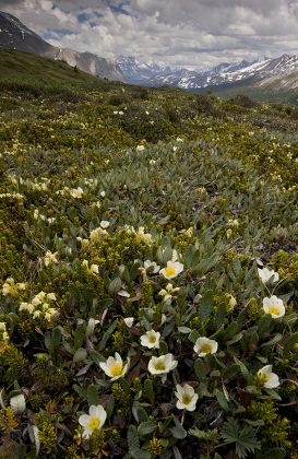 Mountain Avens Dryas Octopetala Yellow Mountain Editorial Stock Photo ...