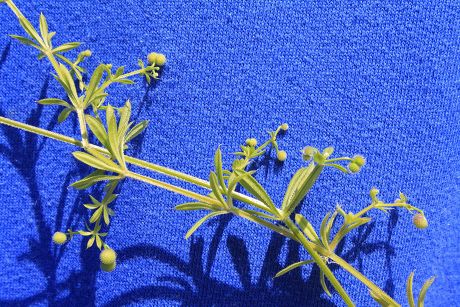 Common Cleavers Galium Aparine Leaves Stems Editorial Stock Photo ...
