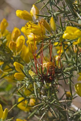 1 Cuscutaceae Stock Pictures, Editorial Images and Stock Photos ...