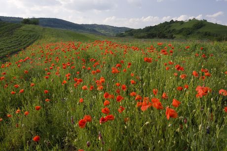 Corn Poppy Papaver Rhoeas Flowering Mass Editorial Stock Photo - Stock ...