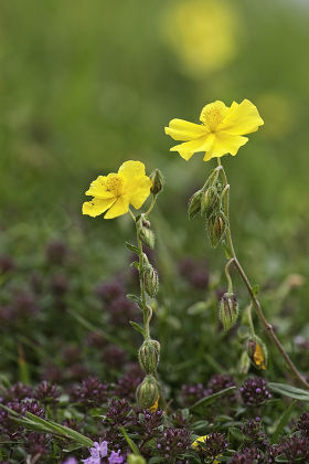 Common Rockrose Helianthemum Nummularium Flowering Cotswolds Editorial ...