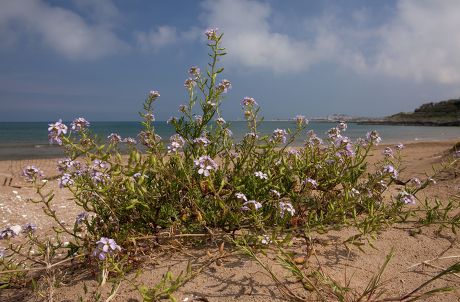 Sea Rocket Cakile Maritima Flowering Growing Editorial Stock Photo ...