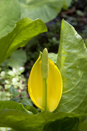 Yellow Skunk Cabbage Lysichiton Americanum Flowering Editorial Stock ...