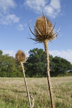 Common Teasel Dipsacus Fullonum Two Seedheads Editorial Stock Photo ...