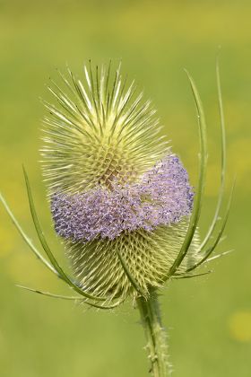 Common Teasel Dipsacus Fullonum Flowerhead Oxfordshire Editorial Stock ...
