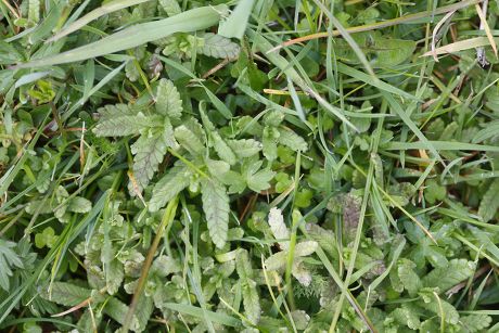 Yellow Rattle Rhinanthus Minor Young Plants Editorial Stock Photo ...