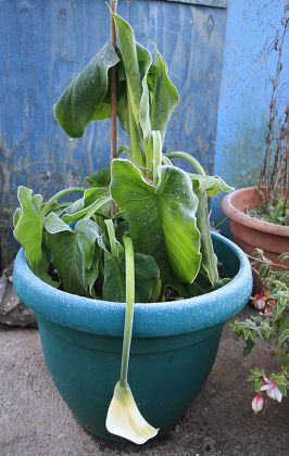 Calla Lily Zantedeschia Sp Frost Damaged Editorial Stock Photo - Stock ...