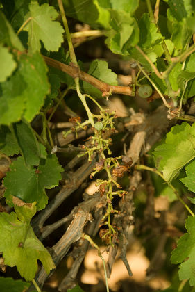 68 Bird pests Stock Pictures, Editorial Images and Stock Photos ...