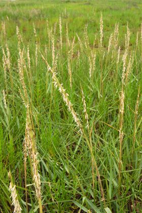 10 Common cordgrass Stock Pictures, Editorial Images and Stock Photos ...