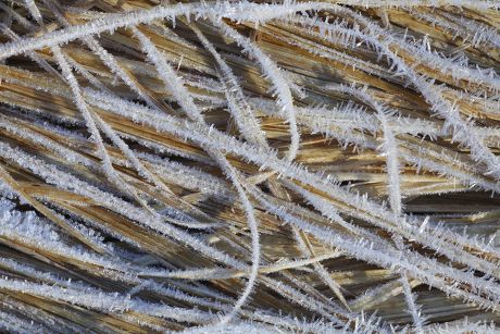 3 Moorgrass Stock Pictures, Editorial Images and Stock Photos ...