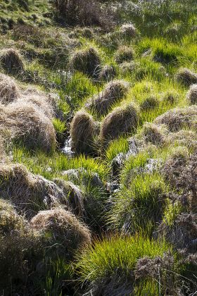 3 Moorgrass Stock Pictures, Editorial Images and Stock Photos ...