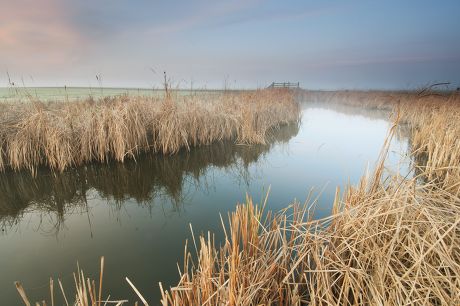 Great Reedmace Typha Latifolia Growing Along Editorial Stock Photo ...