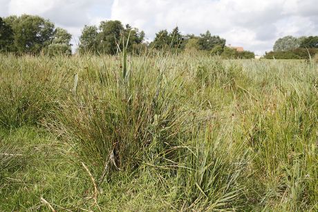 Great Fen Sedge Cladium Mariscus River Editorial Stock Photo - Stock ...