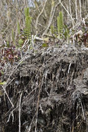 Field Horsetail Equisetum Arvense New Shoots Editorial Stock Photo ...