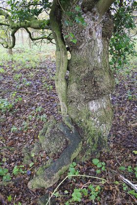 Ivy Hedera Helix Stem Climbing Field Editorial Stock Photo - Stock ...