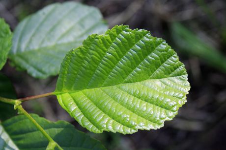 Common Alder Alnus Glutinosa Leaf Growing Editorial Stock Photo - Stock ...
