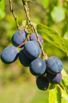 Damson Prunus Domestica Var Insititia Langley Editorial Stock Photo ...