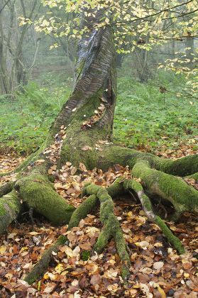 Wild Cherry Prunus Avium Trunk Roots Editorial Stock Photo - Stock ...