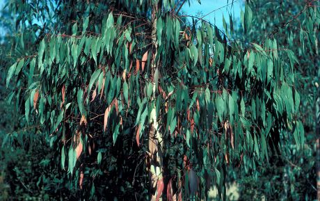 Treeeucalyptus Eucalyptus Camal Dulensis Closeup Leaves Editorial Stock ...