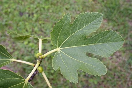 Common Fig Ficus Carica Leaf Garden Editorial Stock Photo - Stock Image ...