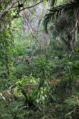 Neotropical Rainforest Habitat Roatan Honduras Editorial Stock Photo ...