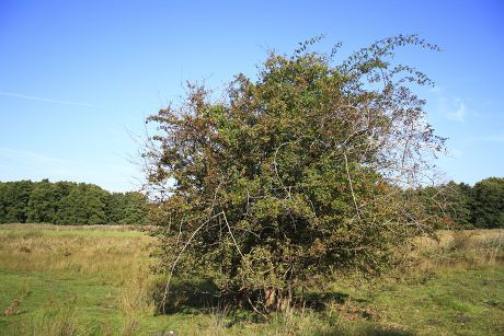 Common Hawthorn Crataegus Monogyna Habit Growing Editorial Stock Photo ...