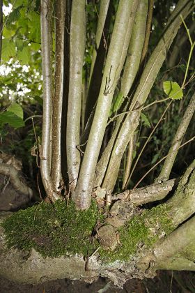 Common Hazel Corylus Avellana Coppiced Stool - Foto de stock de ...