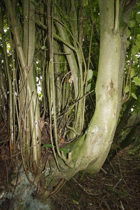Common Hazel Corylus Avellana Coppiced Stool - Foto de stock de ...