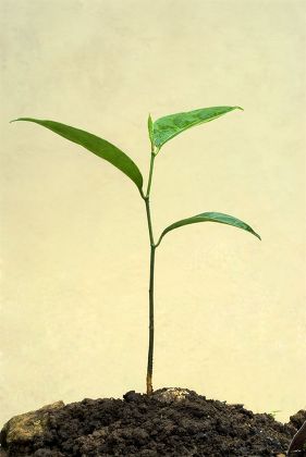 Chempedak Artocarpus Integrifolia Seedling Trivandrum Kerala Editorial ...