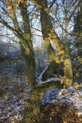 Field Maple Acer Campestre Trunk Snow Editorial Stock Photo - Stock ...