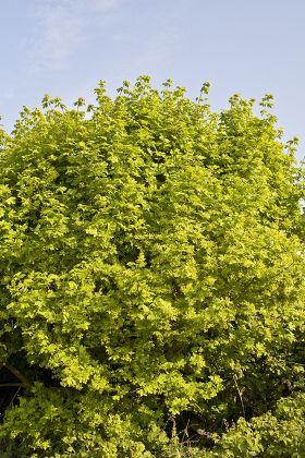 Field Maple Acer Campestre Spring Foliage Editorial Stock Photo - Stock ...