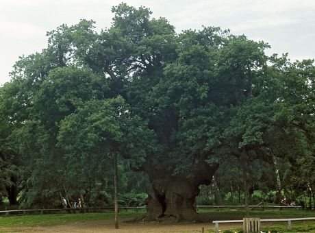 Common Oak Quercus Robur Major Oak Editorial Stock Photo - Stock Image ...